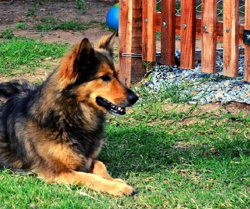 Ferienhaus umzäunter Garten Impruneta, Nord-Italien (Italien) mit Hund ...
